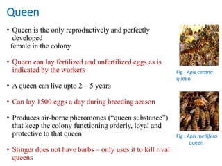 Honeybee biology and communication.pptx