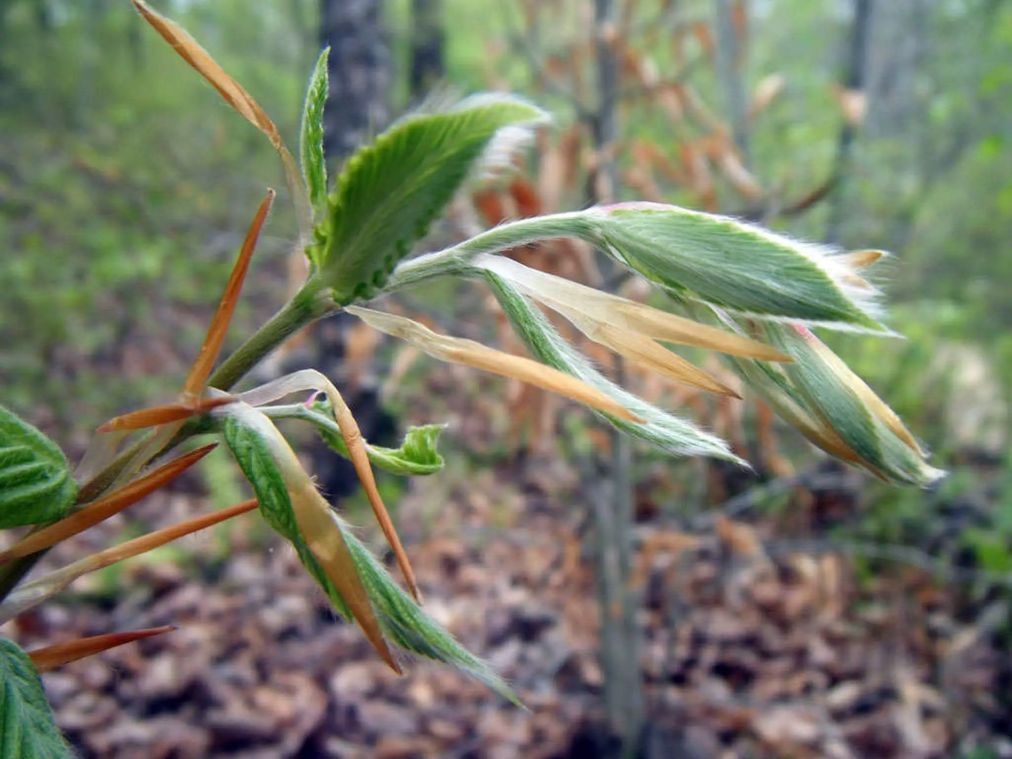 Beech Buds in Spring | PPT
