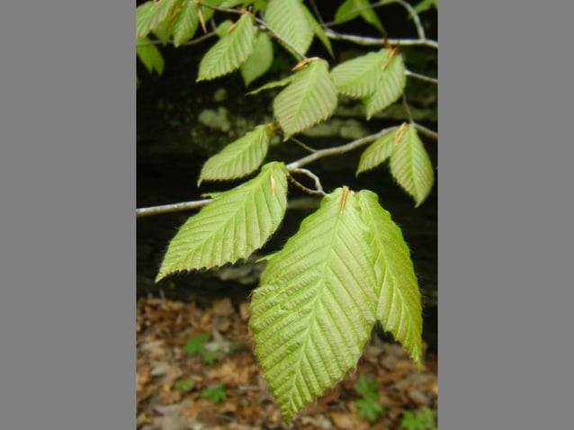 Beech Buds in Spring | PPT