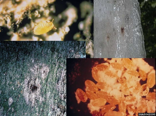 Beech Tree Disease | PPT