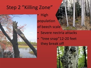 Beech Tree Disease | PPT