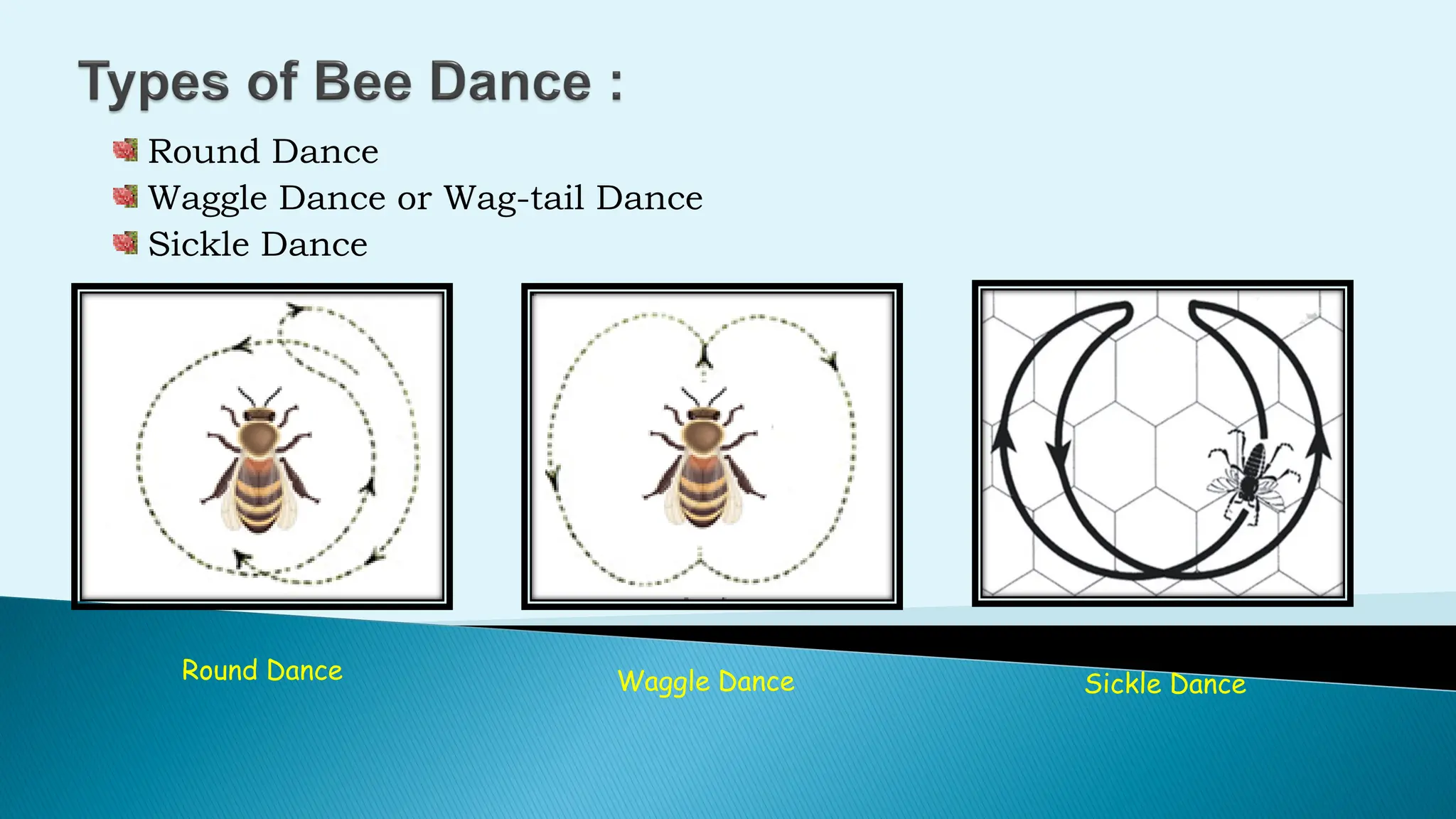 bee communication dance.pdf how the communicate with each other | PDF