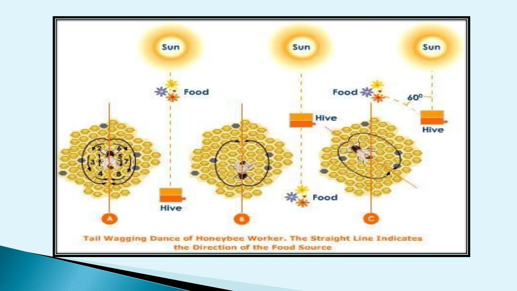 bee communication dance.pdf how the communicate with each other | PDF