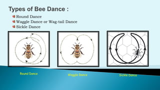 bee communication dance.pdf how the communicate with each other | PDF
