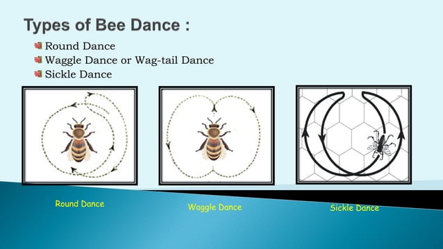 bee communication dance.pdf how the communicate with each other | PDF
