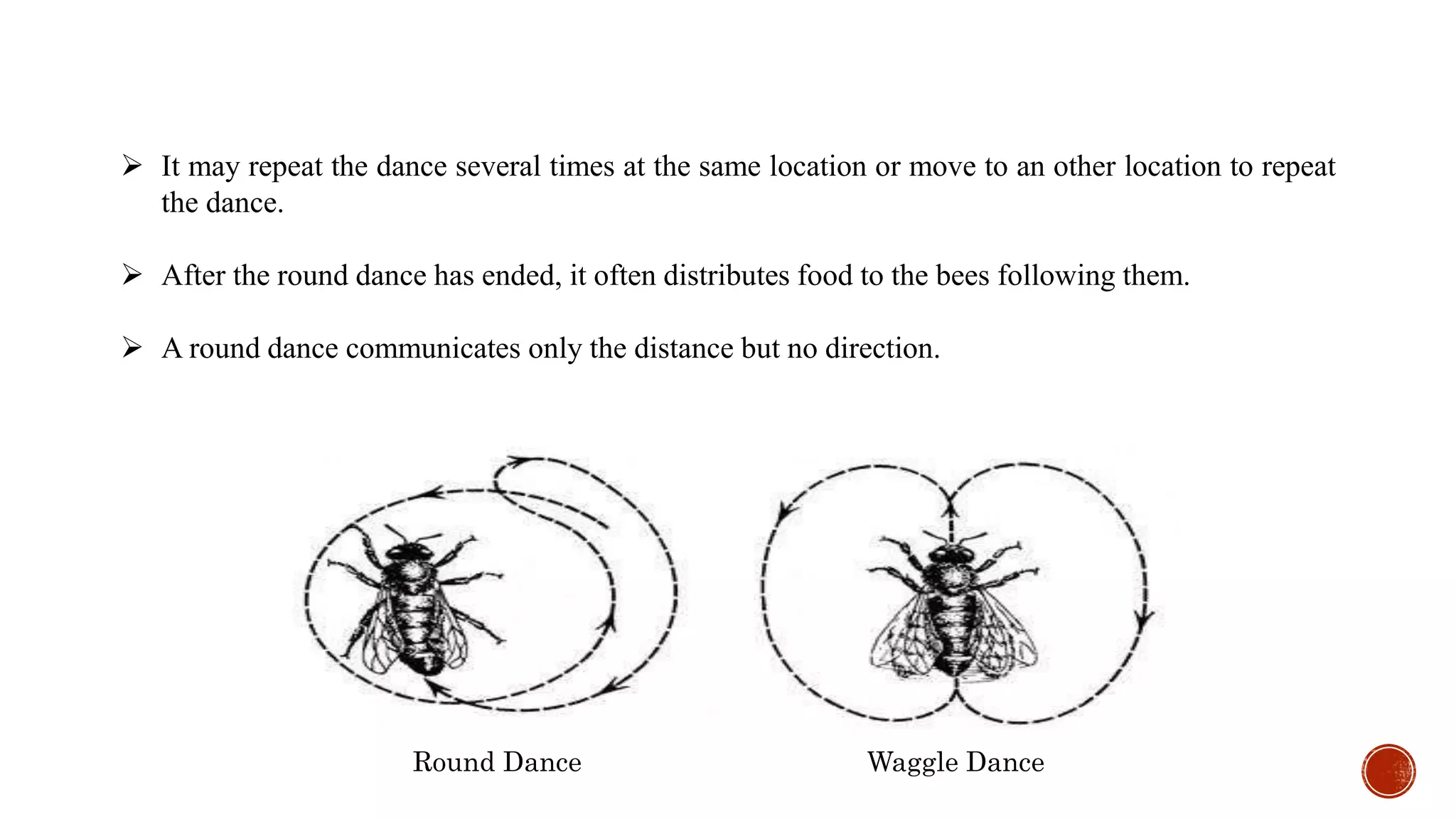 Bee dance | PPTX