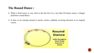 Bee dance | PPTX