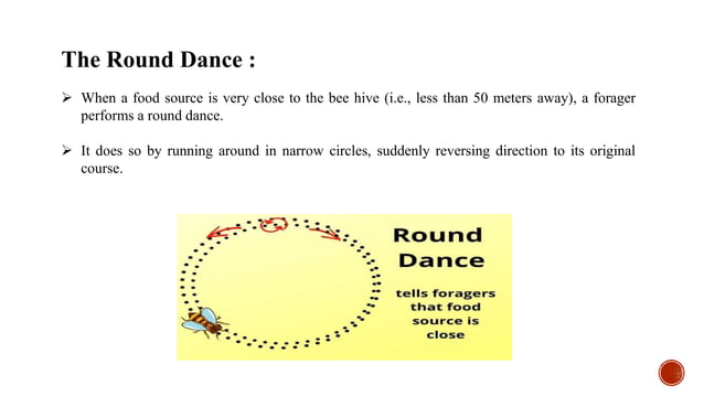 Bee dance | PPTX