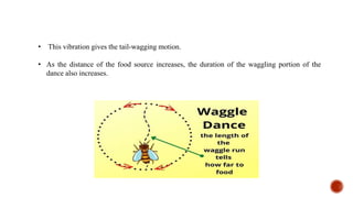 Bee dance | PPTX