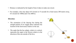 Bee dance | PPTX