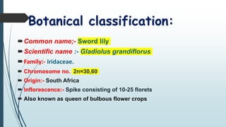 Beeding Gladiolus by zahid mushtaq .pptx | Gardening | Home & Garden