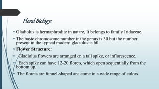 Beeding Gladiolus by zahid mushtaq .pptx | Gardening | Home & Garden
