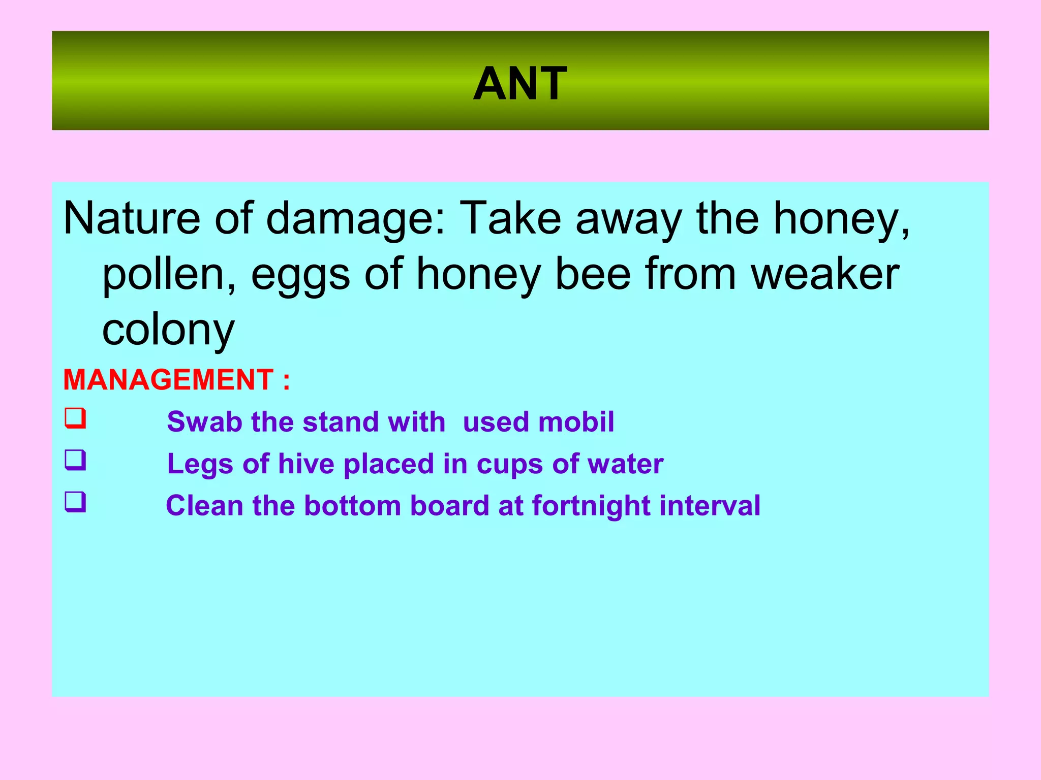 Bee enemies and diseases | PPT