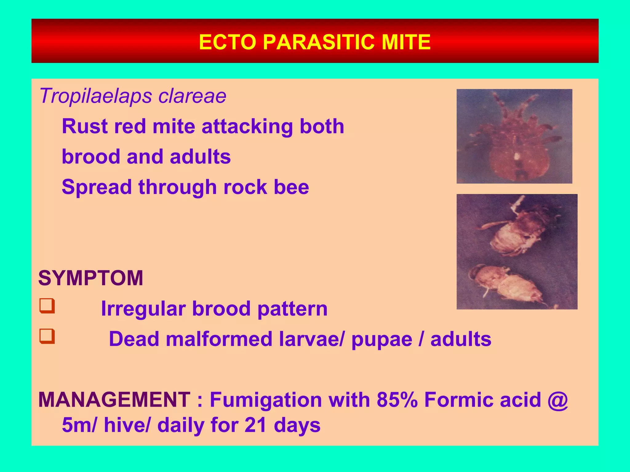 Bee enemies and diseases | PPT