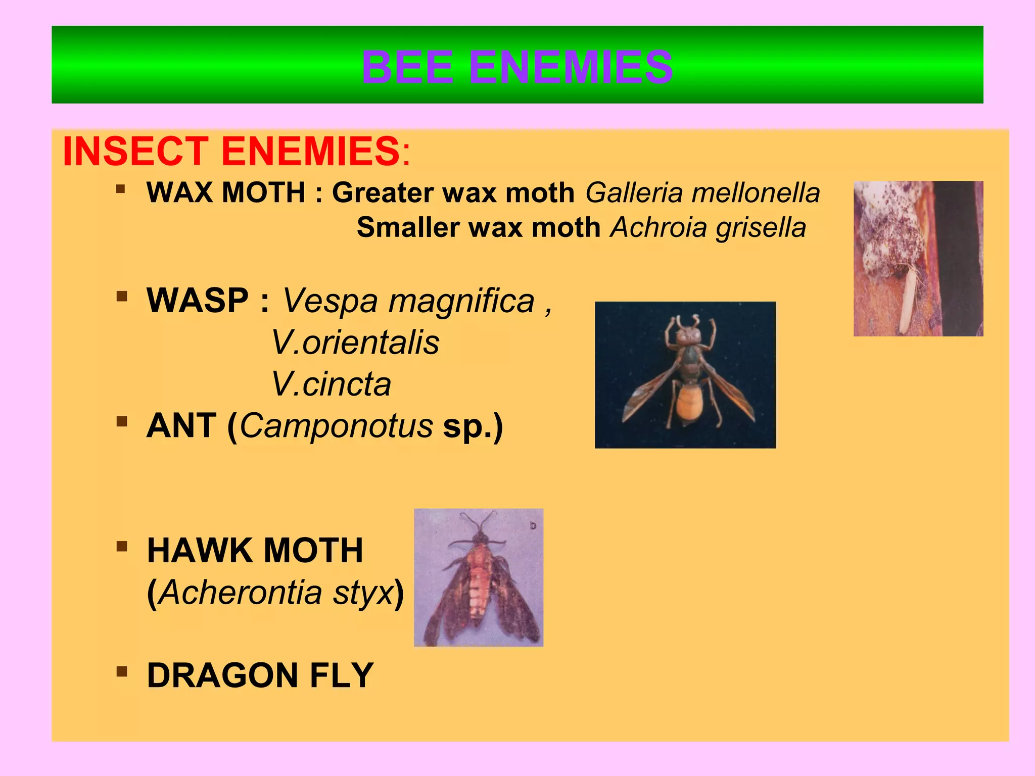 Bee enemies and diseases | PPT