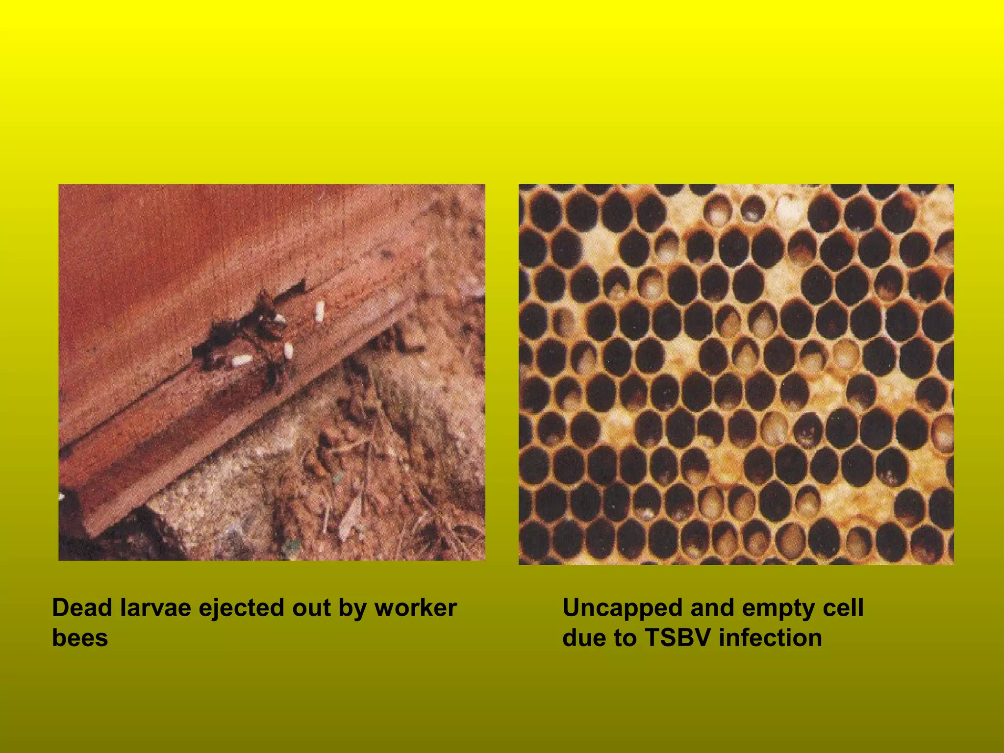 Bee enemies and diseases | PPT