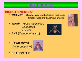 Bee enemies and diseases | PPT