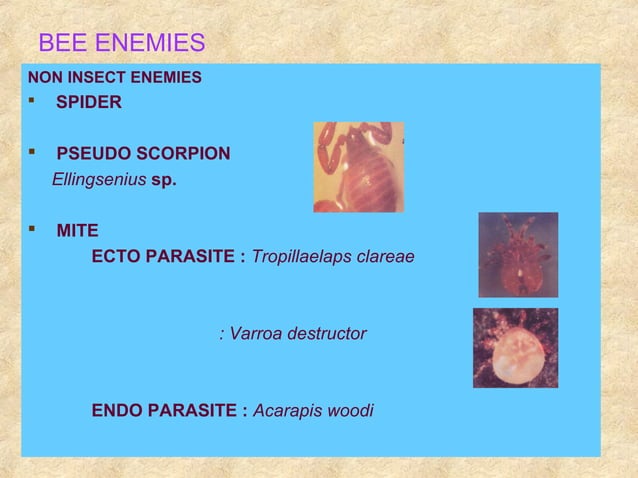 Bee enemies and diseases | PPT