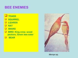 Bee enemies and diseases | PPT
