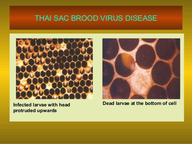 Bee enemies and diseases