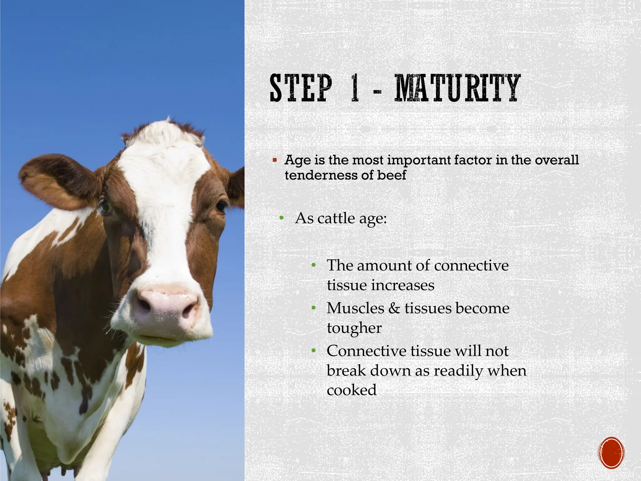 introduction to Beef , grading, and parts | PDF