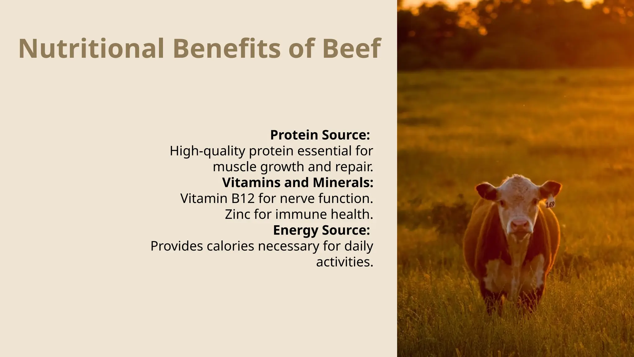 Beef: Nutritional Value, Processing, and Its Role in Food Engineering | PPTX