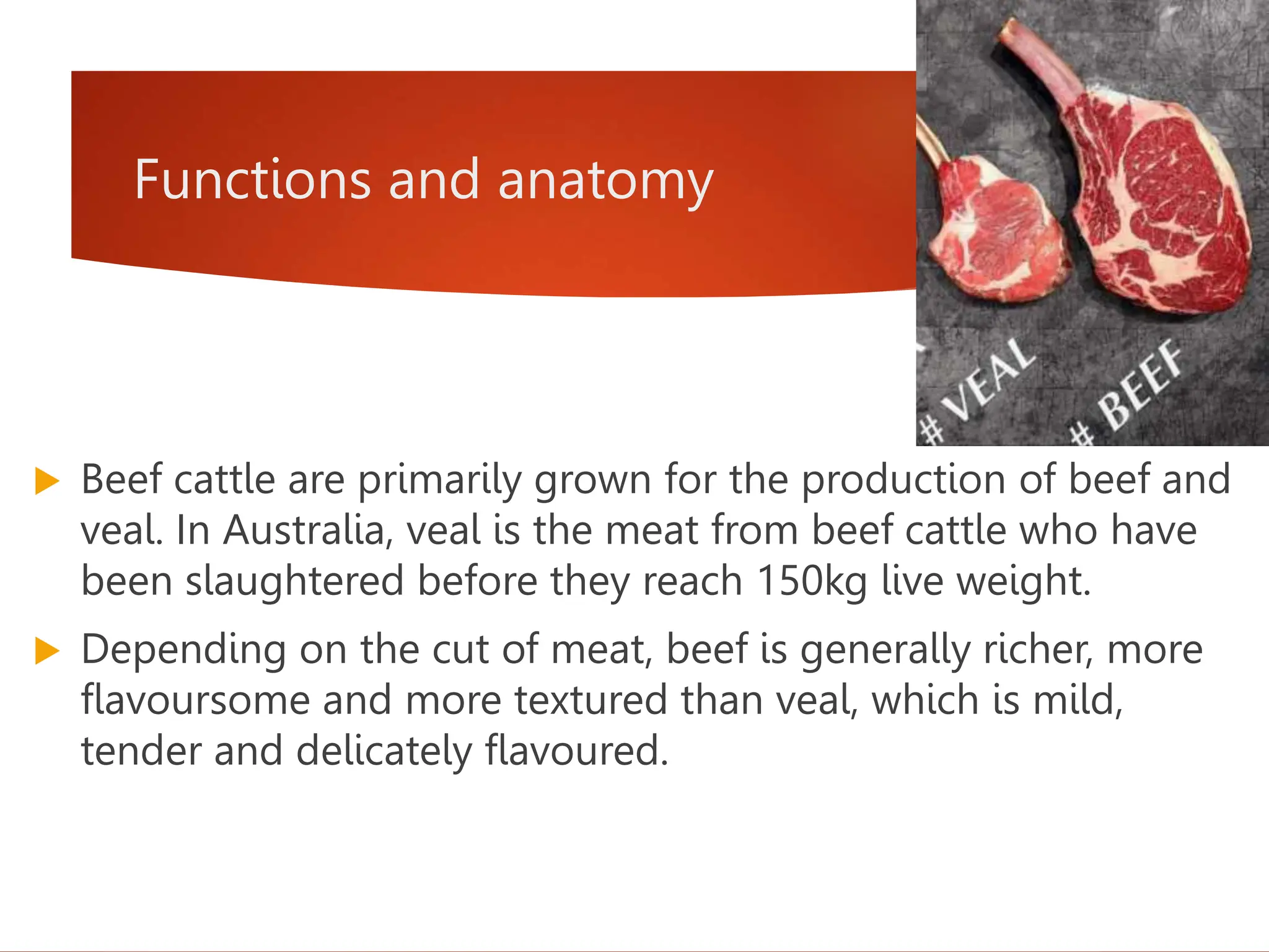 Beef-Cattle.pptx