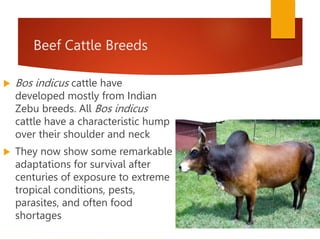 Beef-Cattle.pptx