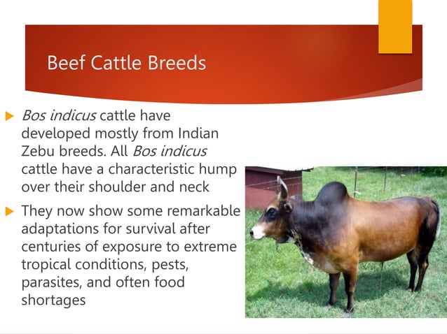 Beef-Cattle.pptx