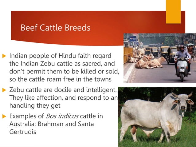 Beef-Cattle.pptx