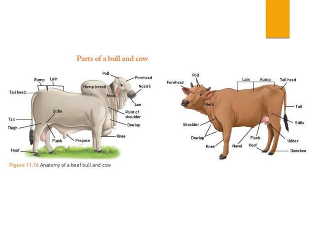 Beef-Cattle.pptx