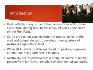 Beef-Cattle.pptx