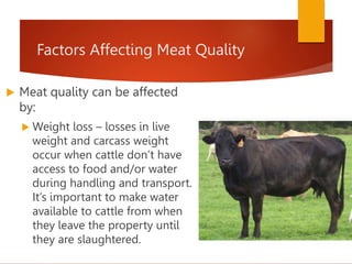 Beef-Cattle.pptx