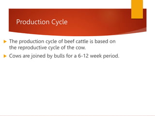 Beef-Cattle.pptx