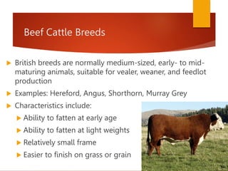 Beef-Cattle.pptx