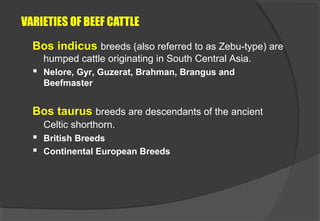 Beef Knowledge | PPT