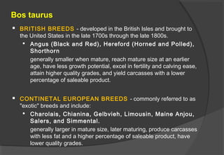 Beef Knowledge | PPT