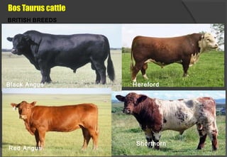 Beef Knowledge | PPT
