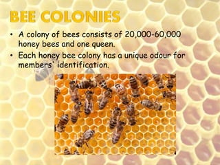 Bee facts | PPTX