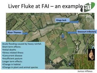Beef and Sheep: Managing health in the face of changing climate - Ruth ...