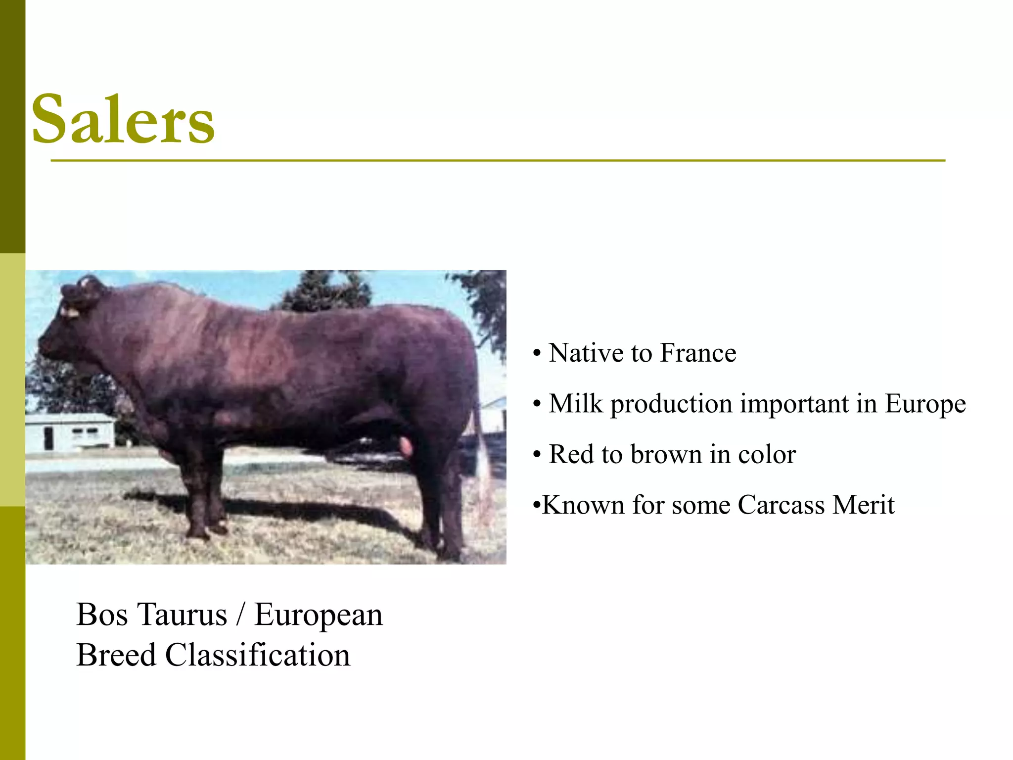 beef breed notes and type.ppt
