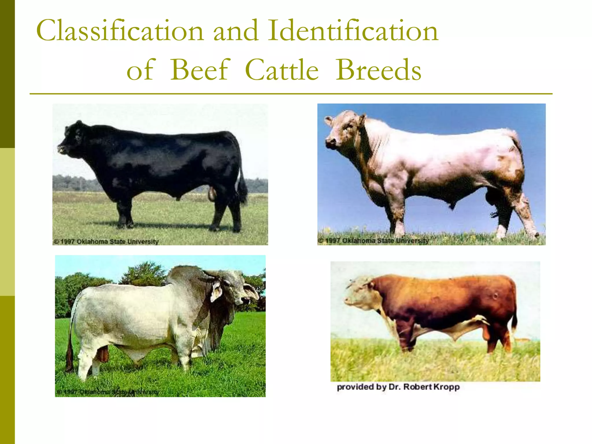 beef breed notes and type.ppt