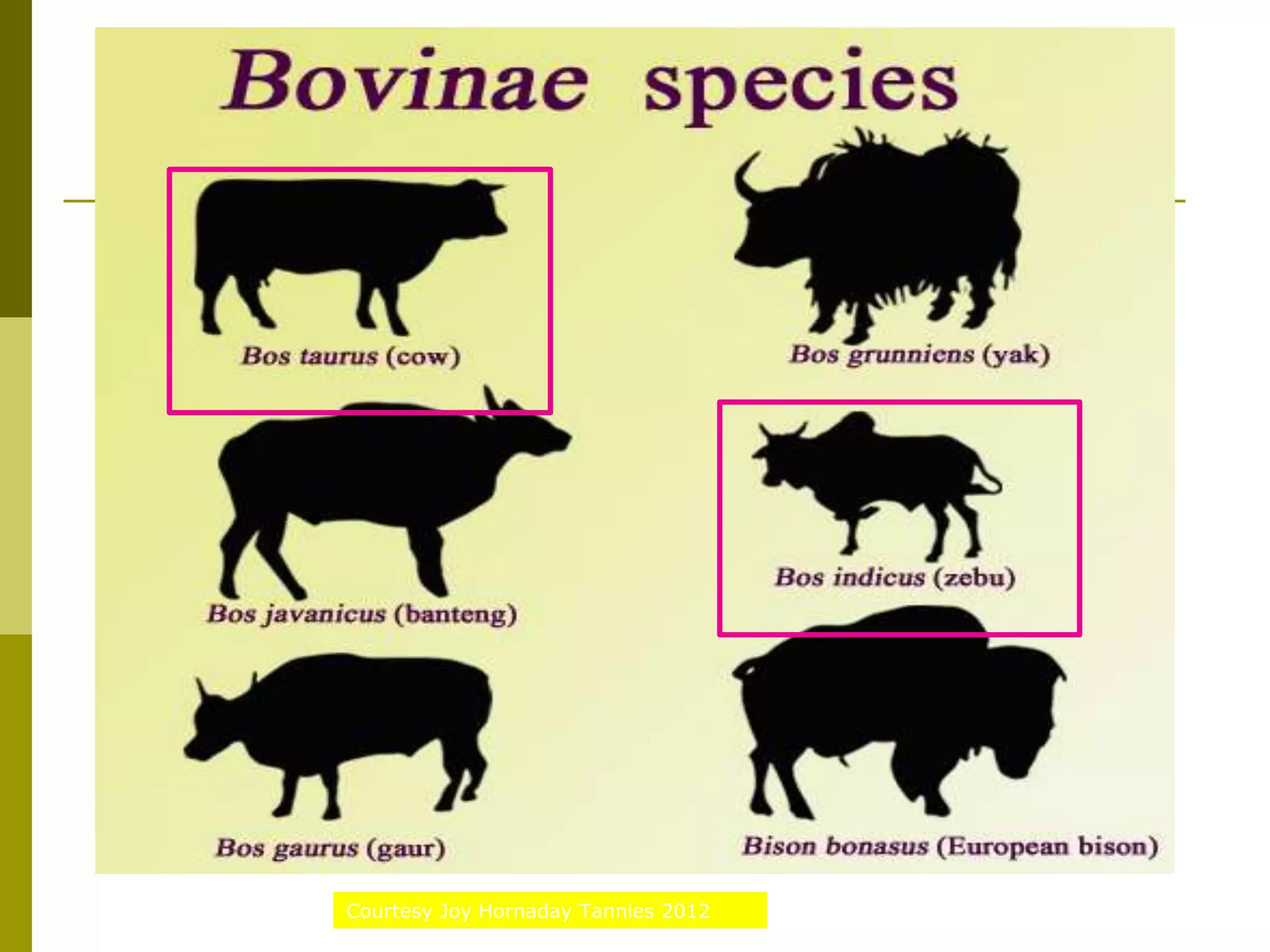 beef breed notes and type.ppt | Free Download