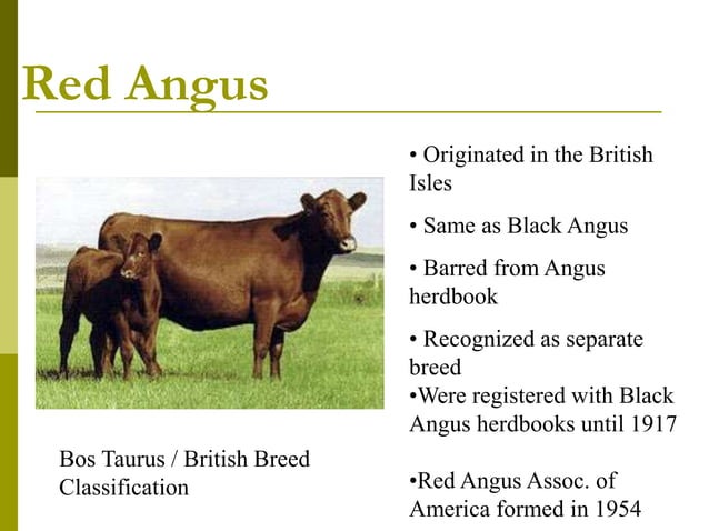 beef breed notes and type.ppt