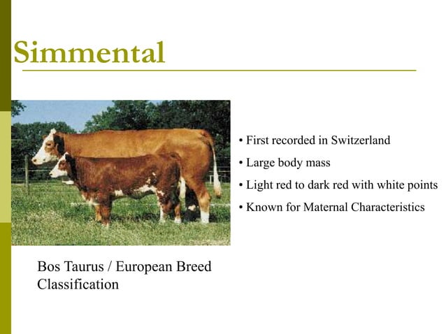 beef breed notes and type.ppt