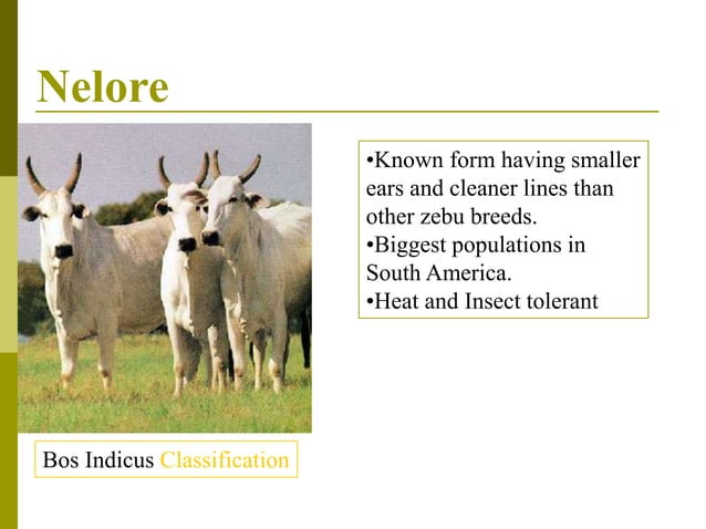 beef breed notes and type.ppt
