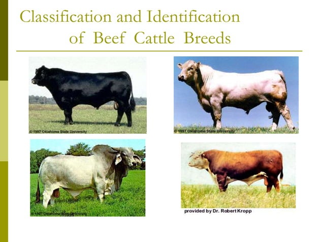 beef breed notes and type.ppt | Free Download
