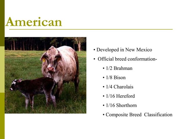 beef breed notes and type.ppt