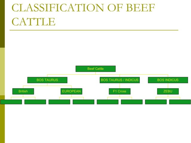 beef breed notes and type.ppt | Free Download