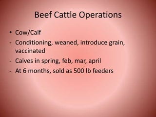 Beef cattle | PPTX